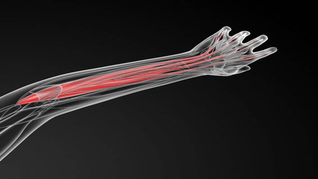 Flexor Digitorum Superficialis Exercises (Free Guide)